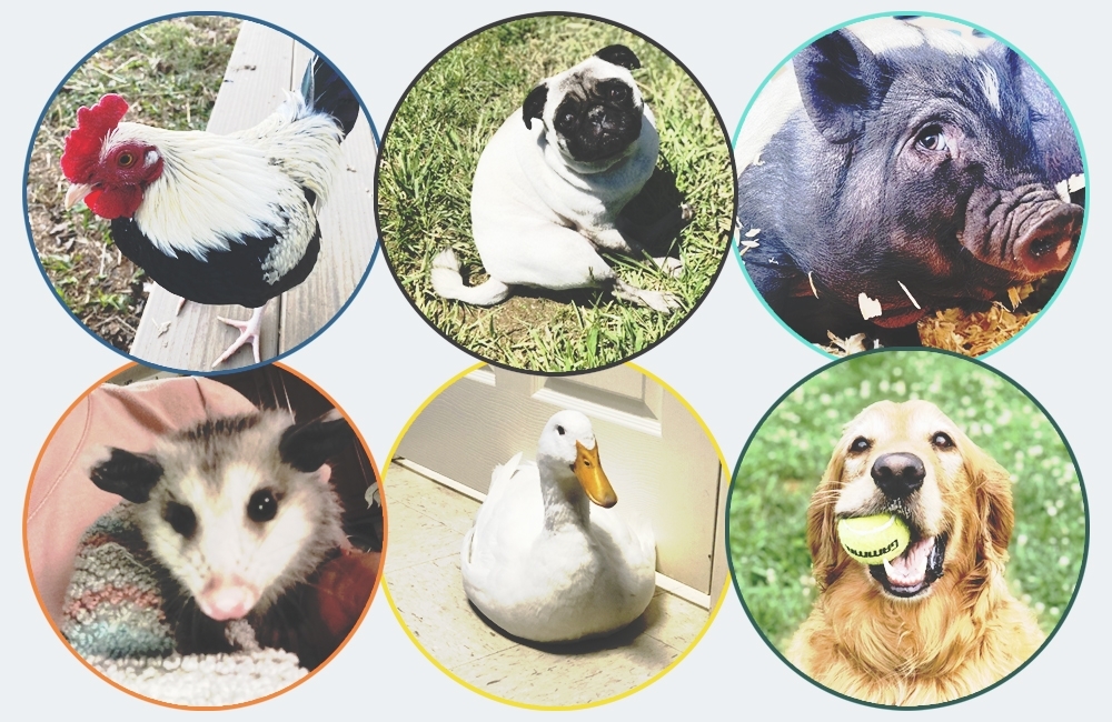 Extreme Critter Care